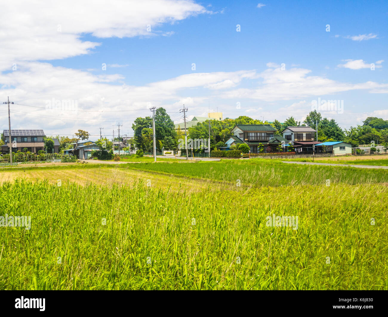 Close up of rice field plantation in Japan Stock Photo - Alamy