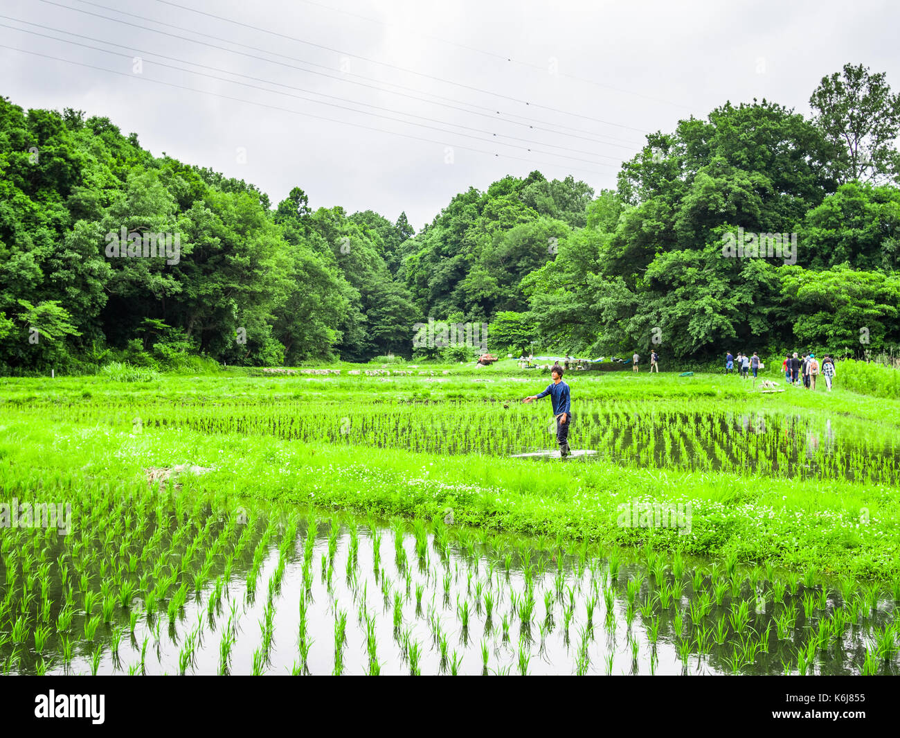 Farmers transplant rice in a field in Japan Stock Photo - Alamy