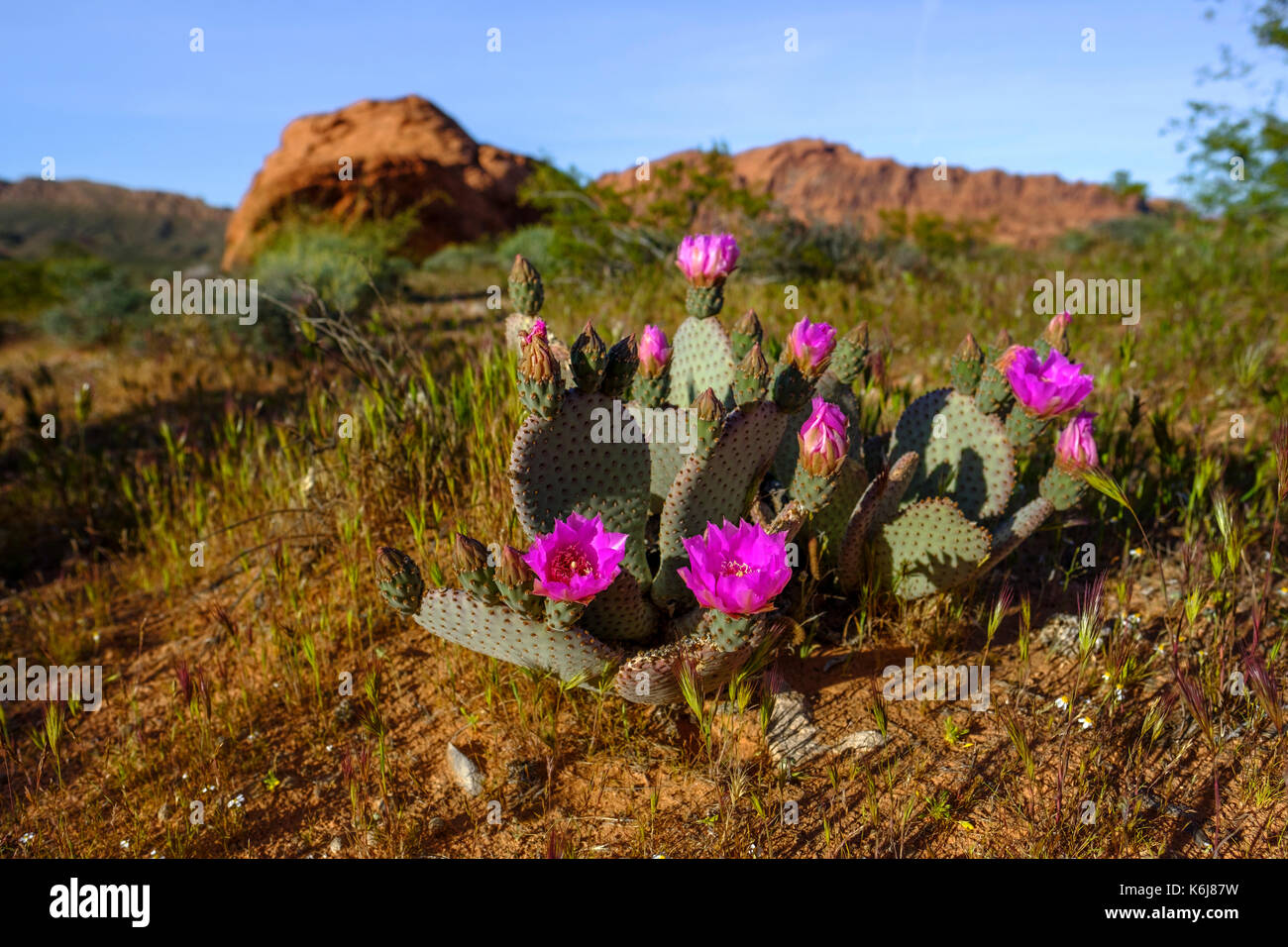 Blooming cacti with flowers, Valley of Fire State Park, Nevada, USA ...
