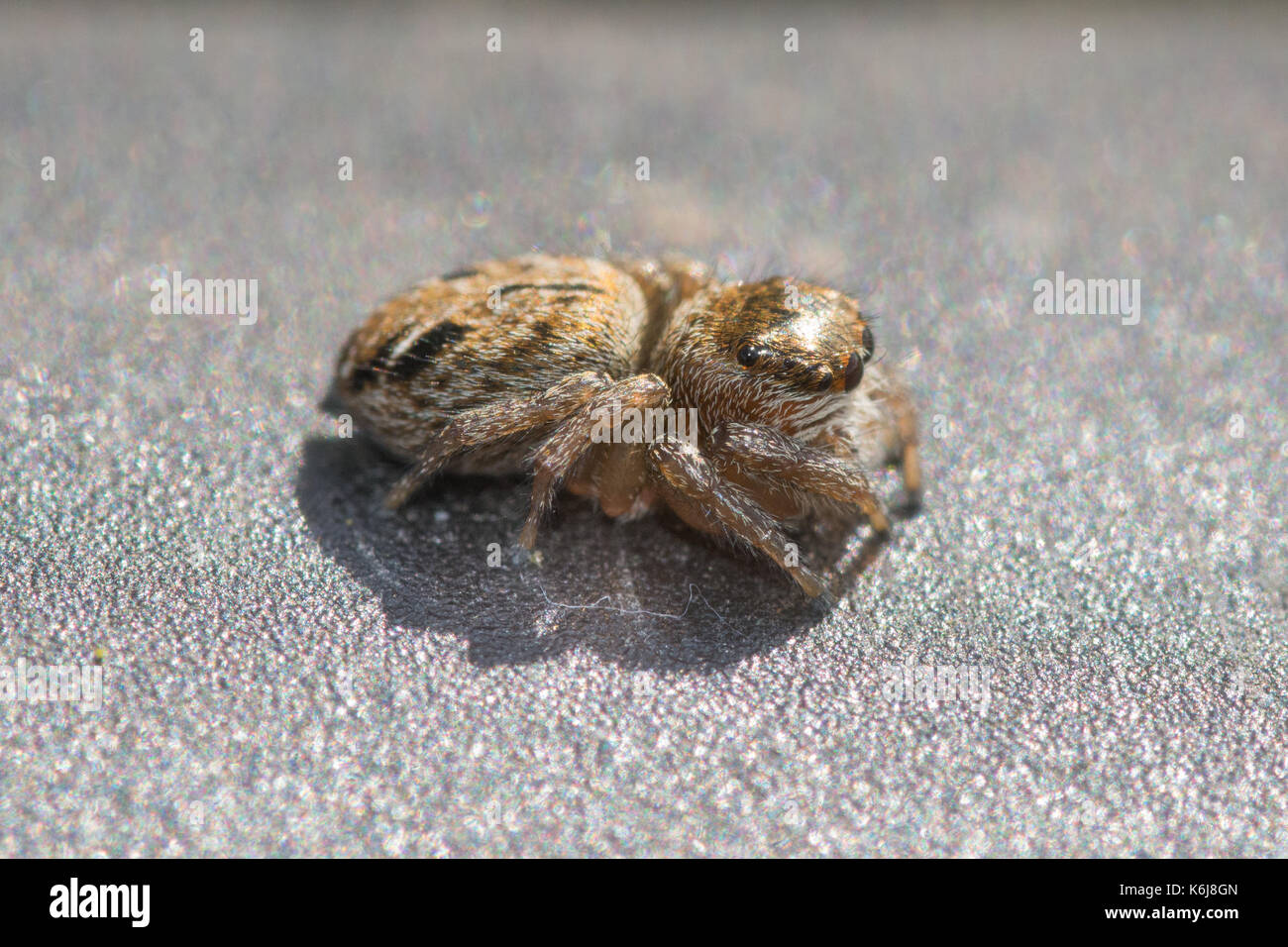 Close-up of female jumping spider (Evarcha arcuata) in Hampshire, UK ...