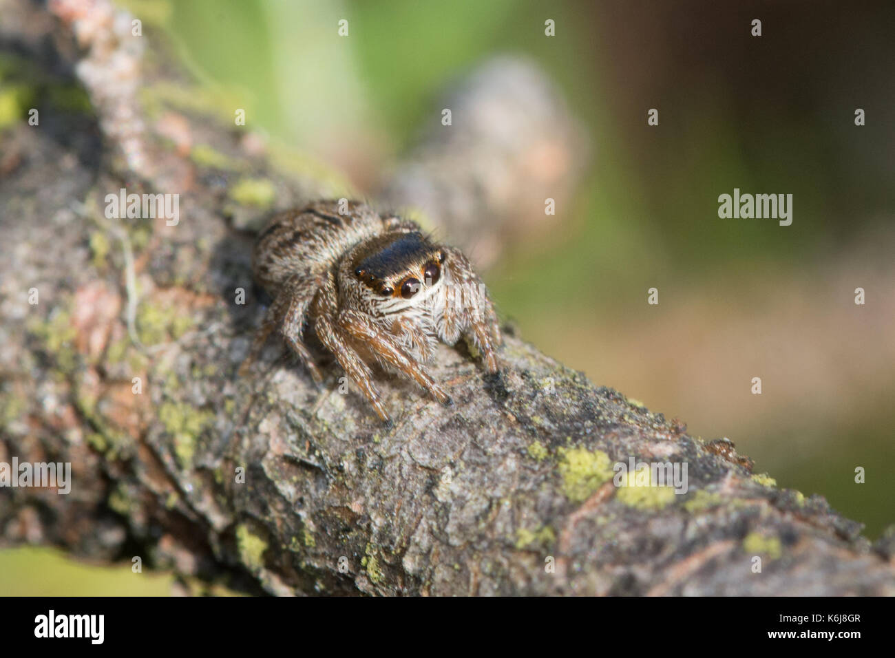 Close-up of female jumping spider (Evarcha arcuata), UK Stock Photo - Alamy