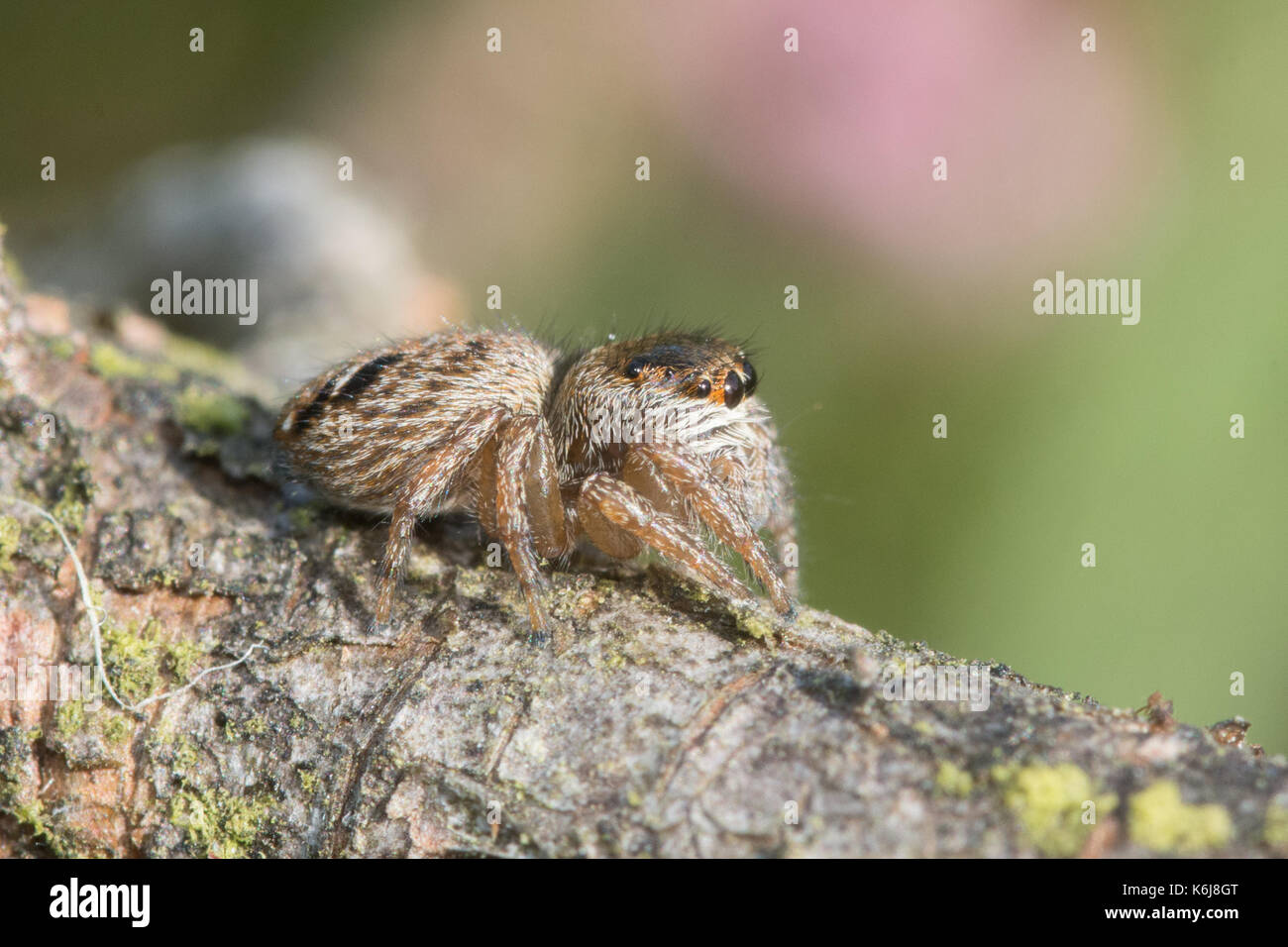 Close-up of female jumping spider (Evarcha arcuata), UK Stock Photo - Alamy