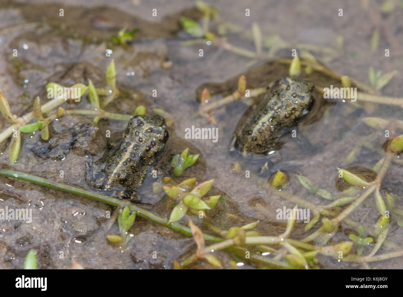 Natterjack toadlets (Epidalea calamita) just emerging from a pond on a ...
