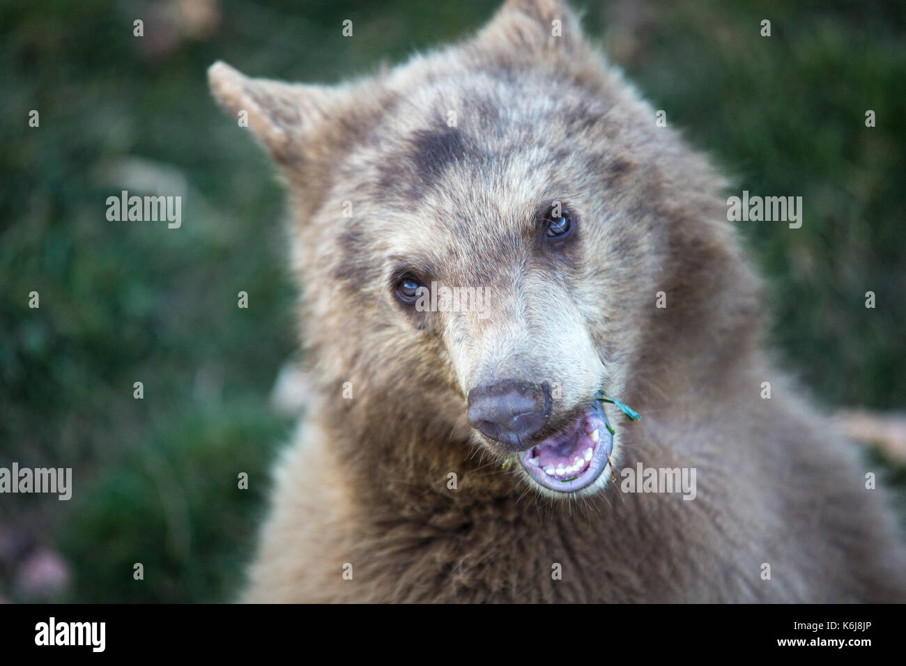 Headshot of bear cub, Bear Country USA wildlife park, Rapid City, South ...