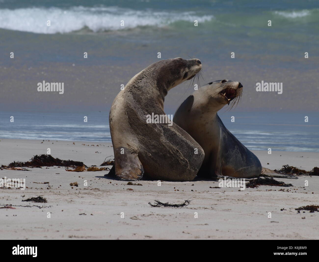 Sea lions fighting Stock Photo - Alamy