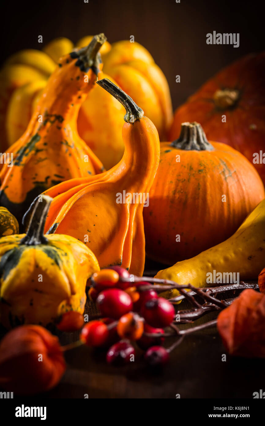 Traditional pumpkins for Thanksgiving in warm colors Stock Photo - Alamy