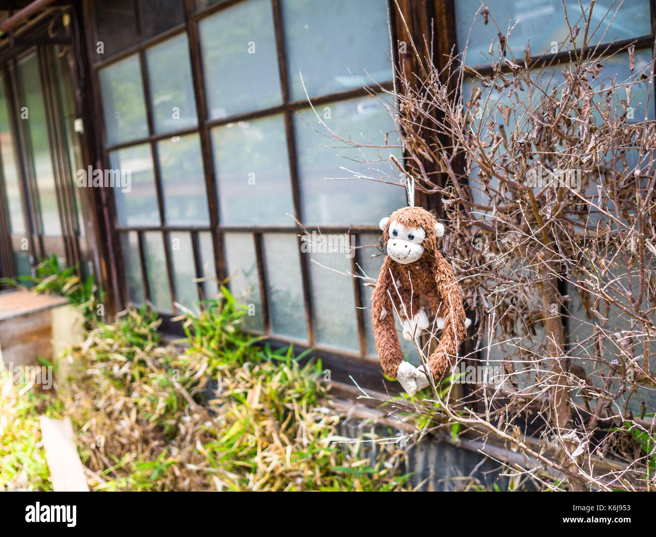 KYOTO, JAPAN - JULY 05, 2017: Teddy monkey hanging from a branch in the ...