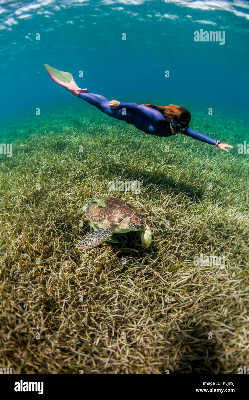Woman freediving with turtle underwater, West End, West Bay, Roatan ...