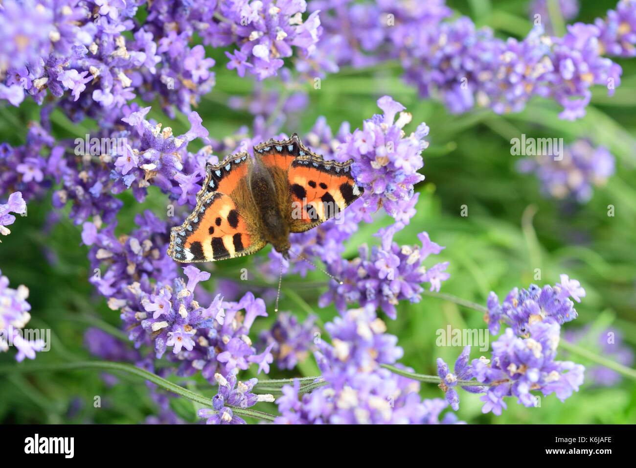 Butterfly with lavender background Stock Photo - Alamy
