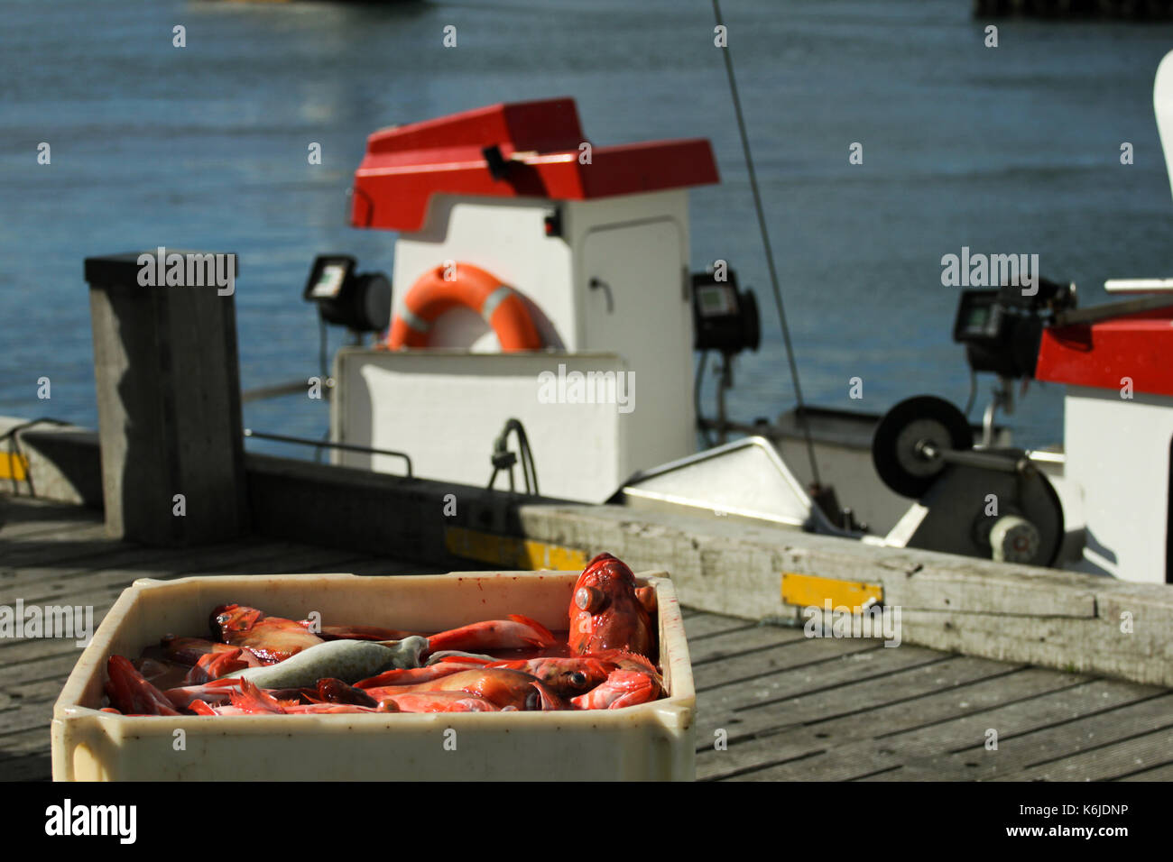 Fresh fish from fisherman boats Stock Photo - Alamy