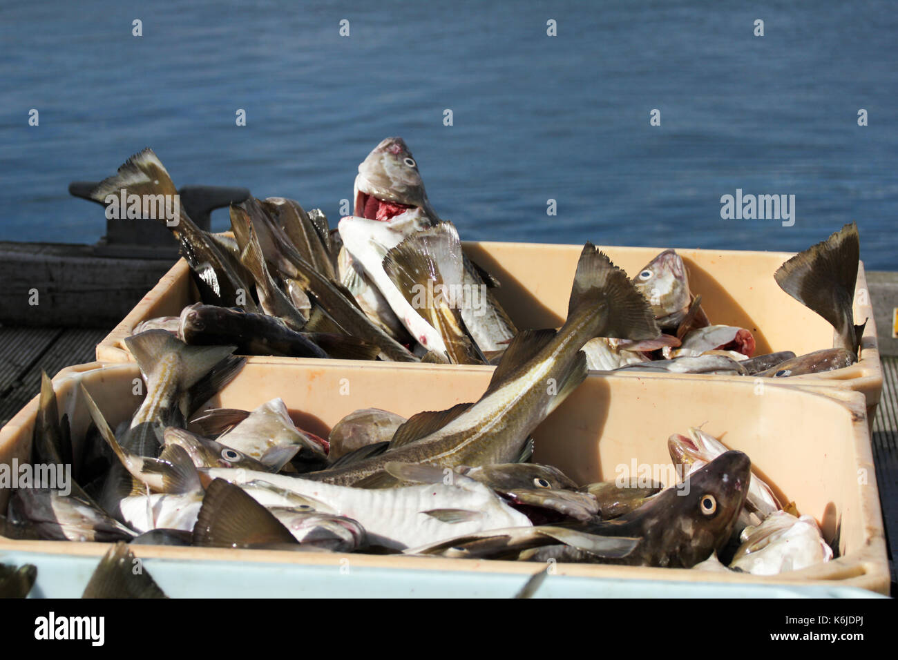 Fresh fish boats hi-res stock photography and images - Alamy