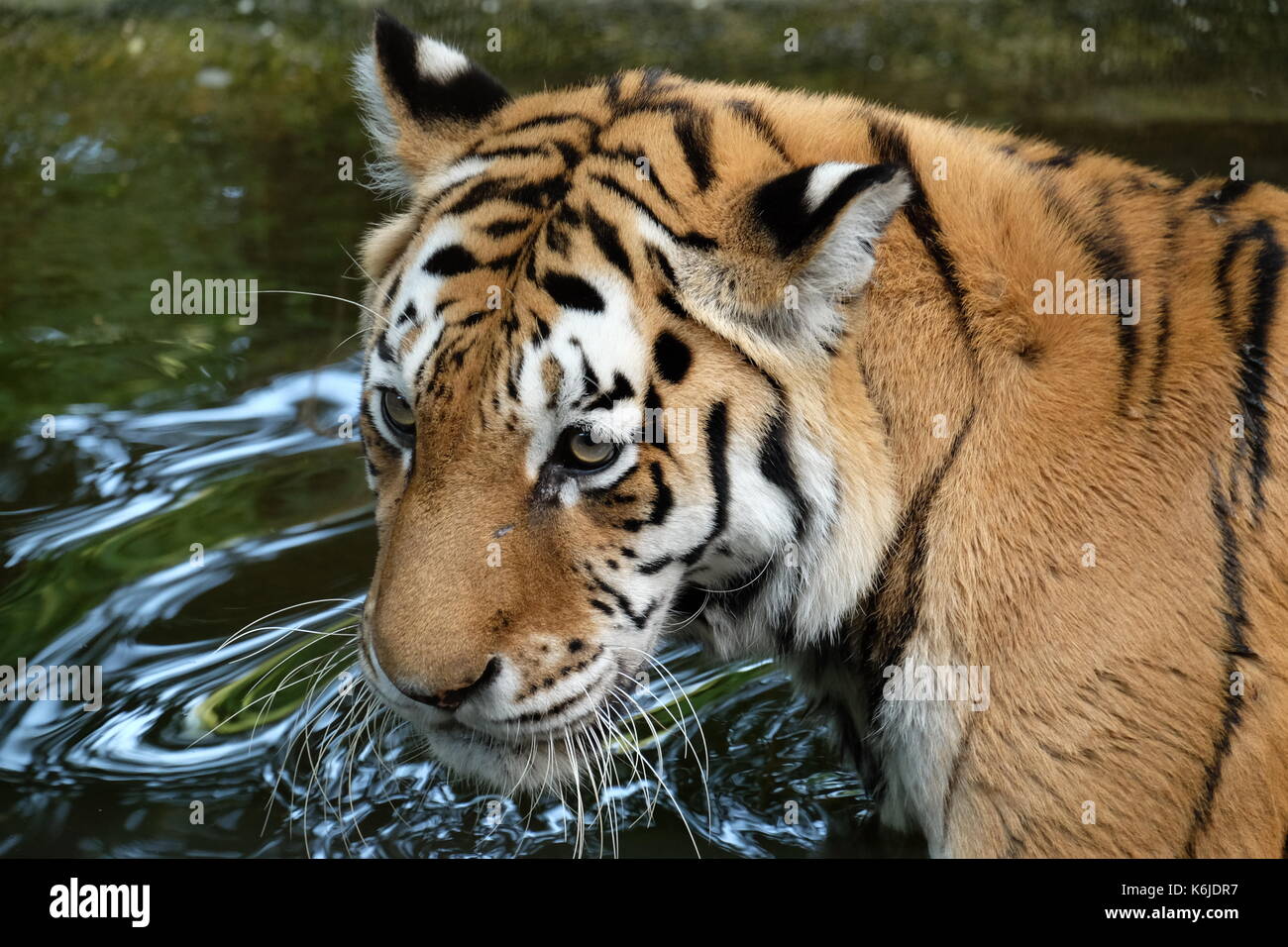 Headshot of tiger in the water Stock Photo - Alamy