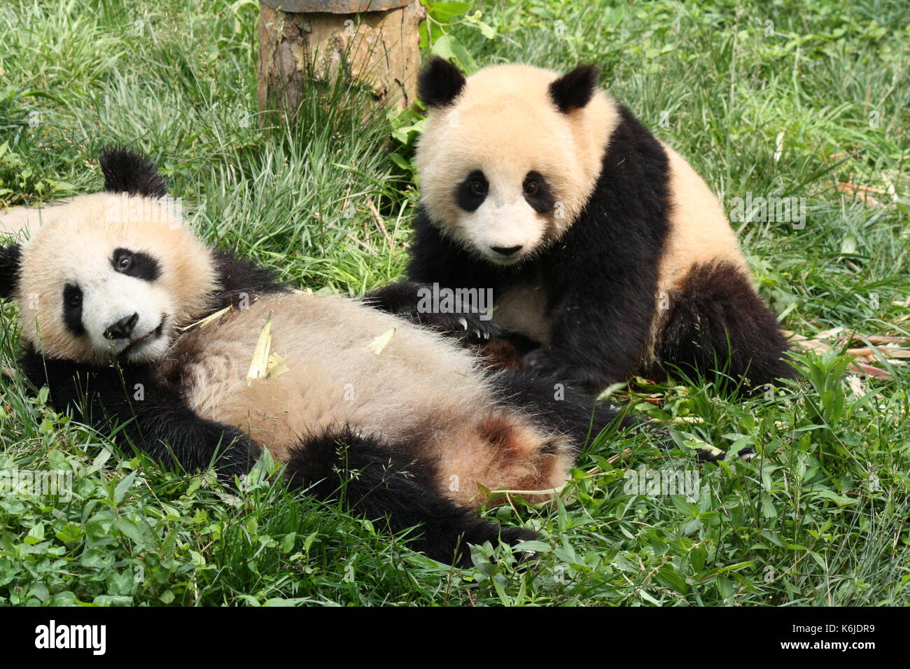 Two young pandas in the grass Stock Photo - Alamy
