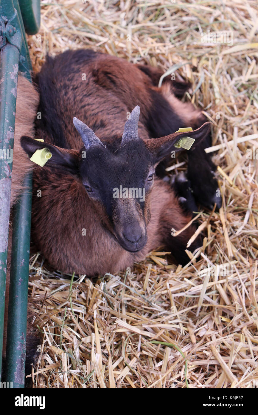 Small goat lying on stack of hay inside farm Stock Photo - Alamy