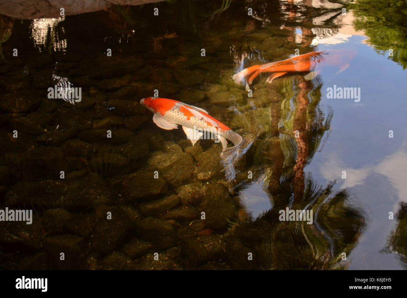 koi fish swimming in pond Stock Photo - Alamy