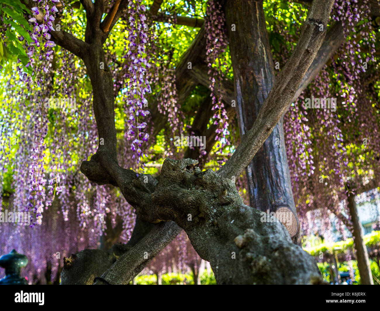 Beautiful flowering Japanese tree- Sakura, background with flowers on a ...