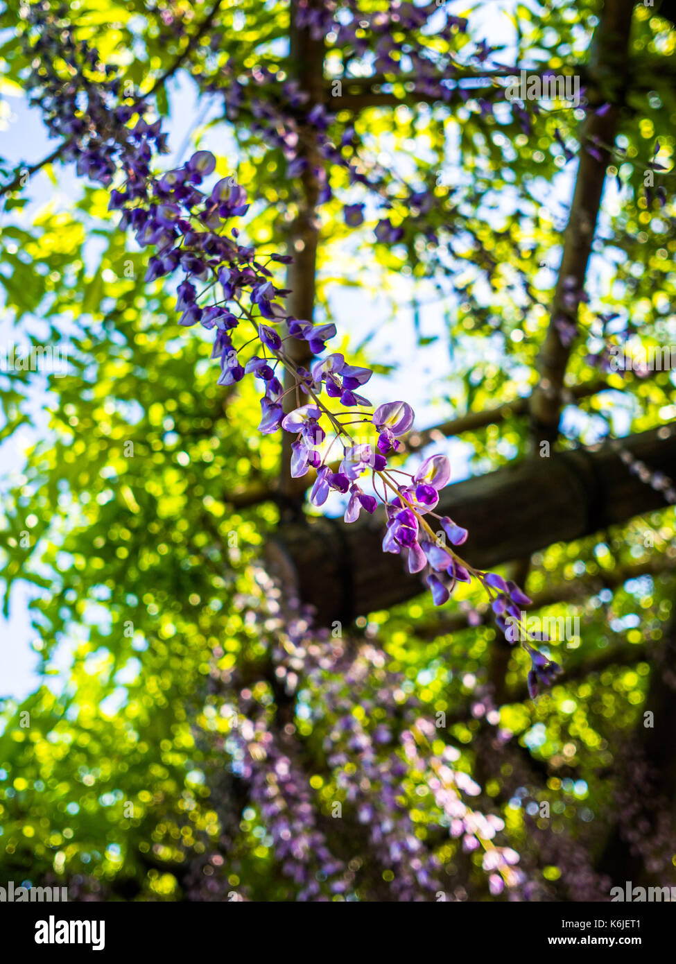 Beautiful flowering Japanese tree- Sakura, background with flowers on a ...