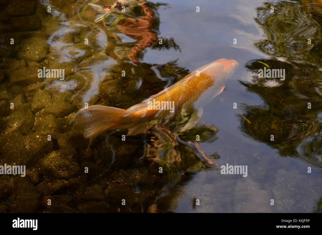 koi fish swimming in pond Stock Photo - Alamy