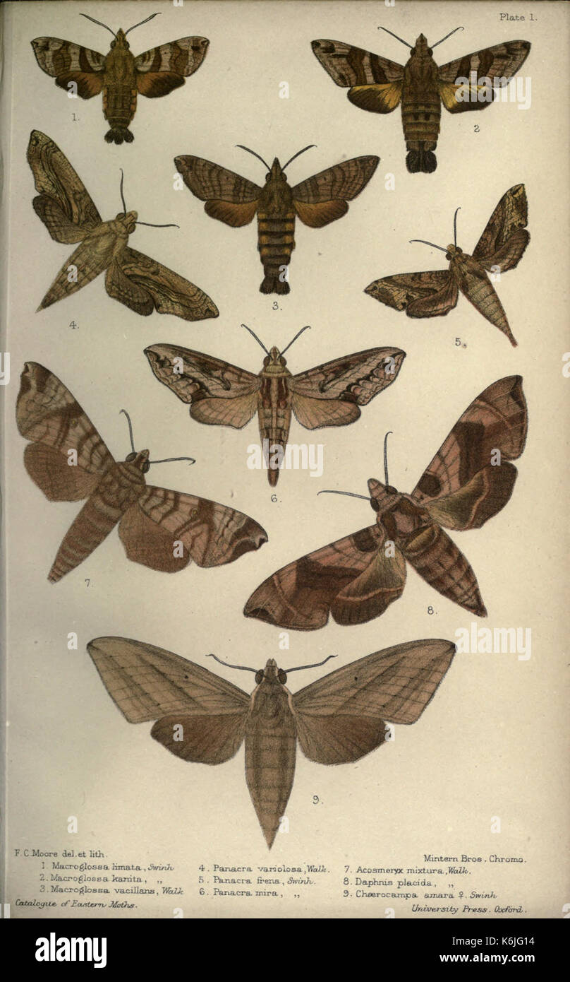Catalogue of eastern and Australian Lepidoptera Heterocera in the ...
