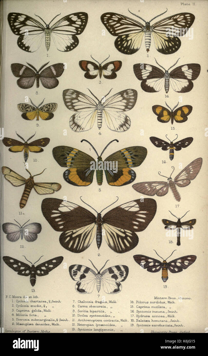 Catalogue of eastern and Australian Lepidoptera Heterocera in the ...