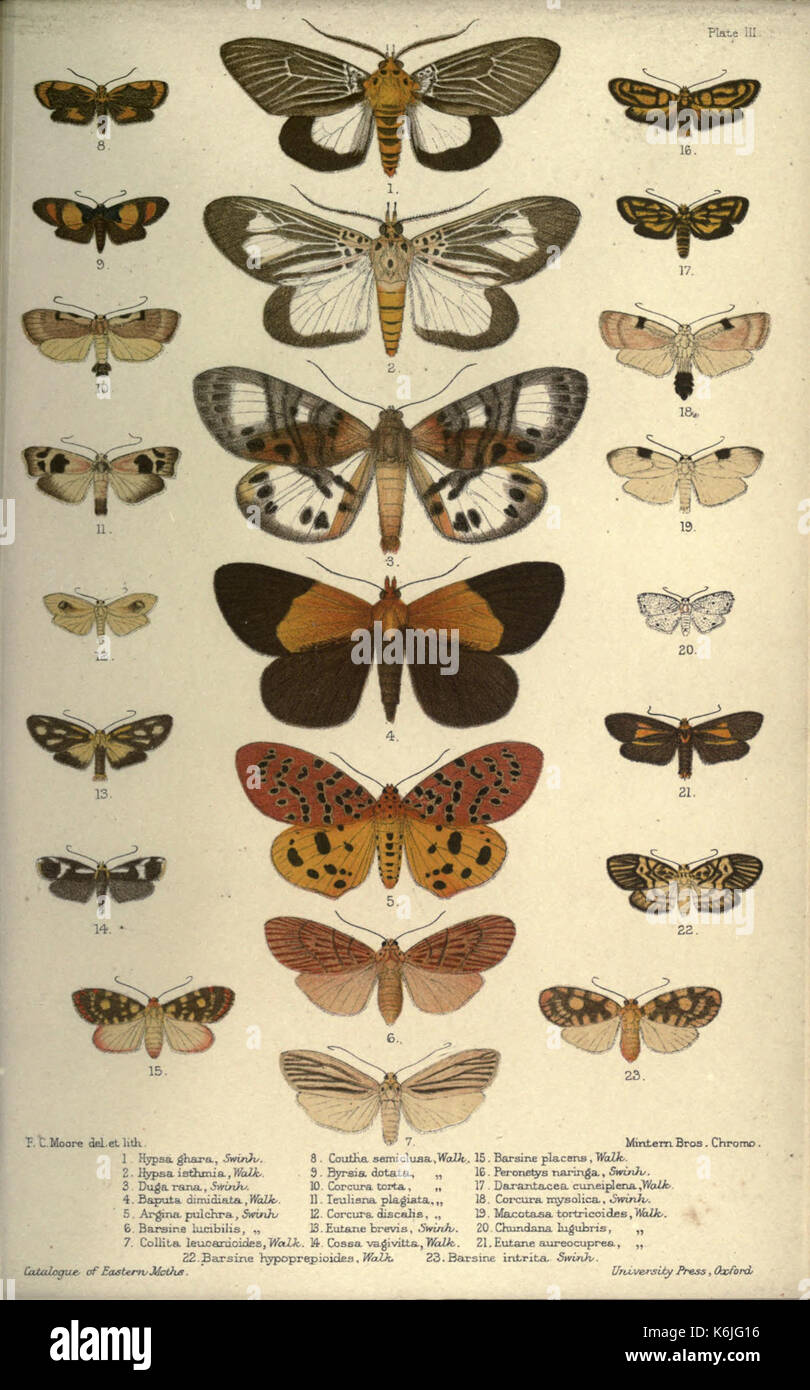 Catalogue of eastern and Australian Lepidoptera Heterocera in the ...