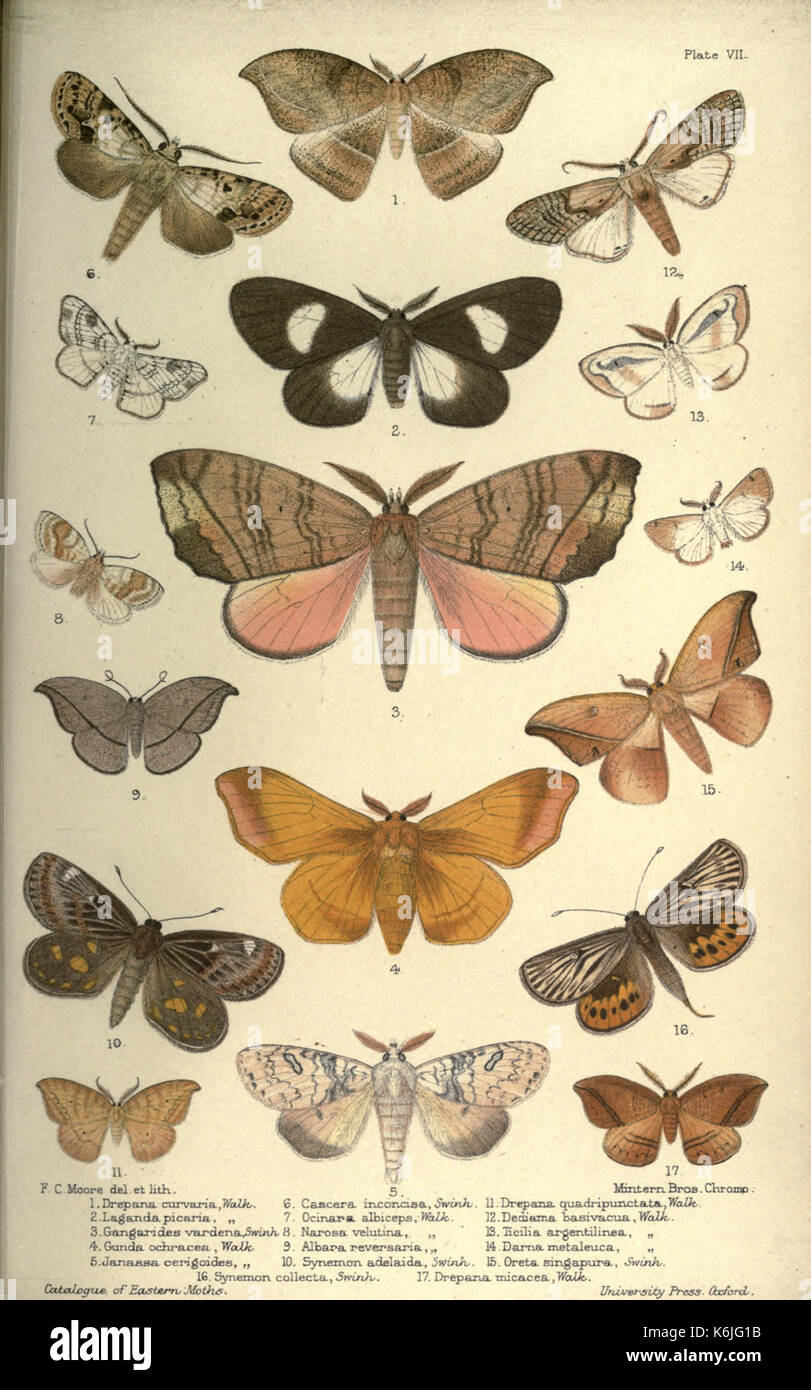 Catalogue of eastern and Australian Lepidoptera Heterocera in the ...