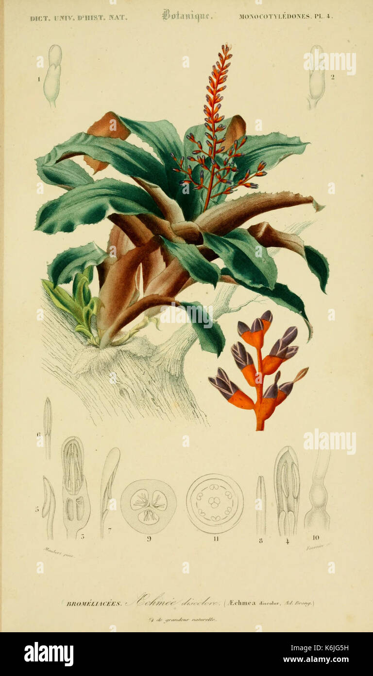 Monocotyledones hi-res stock photography and images - Alamy