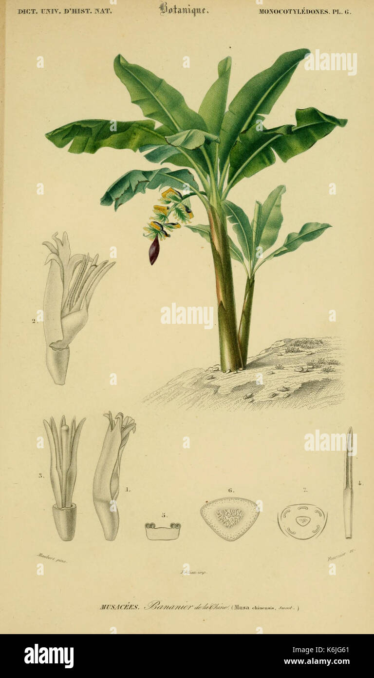 Monocotyledones hi-res stock photography and images - Alamy