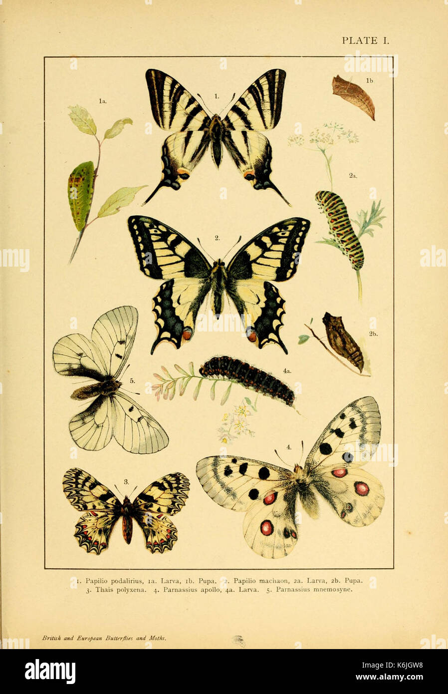 British and European butterflies and moths (Macrolepidoptera) (Plate I ...