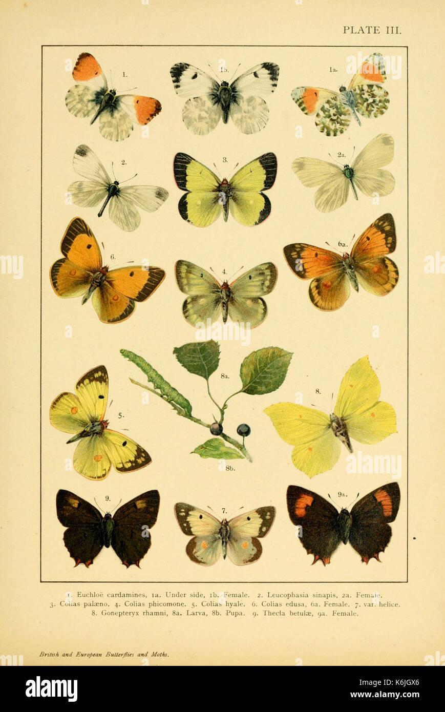 British and European butterflies and moths (Macrolepidoptera) (Plate ...