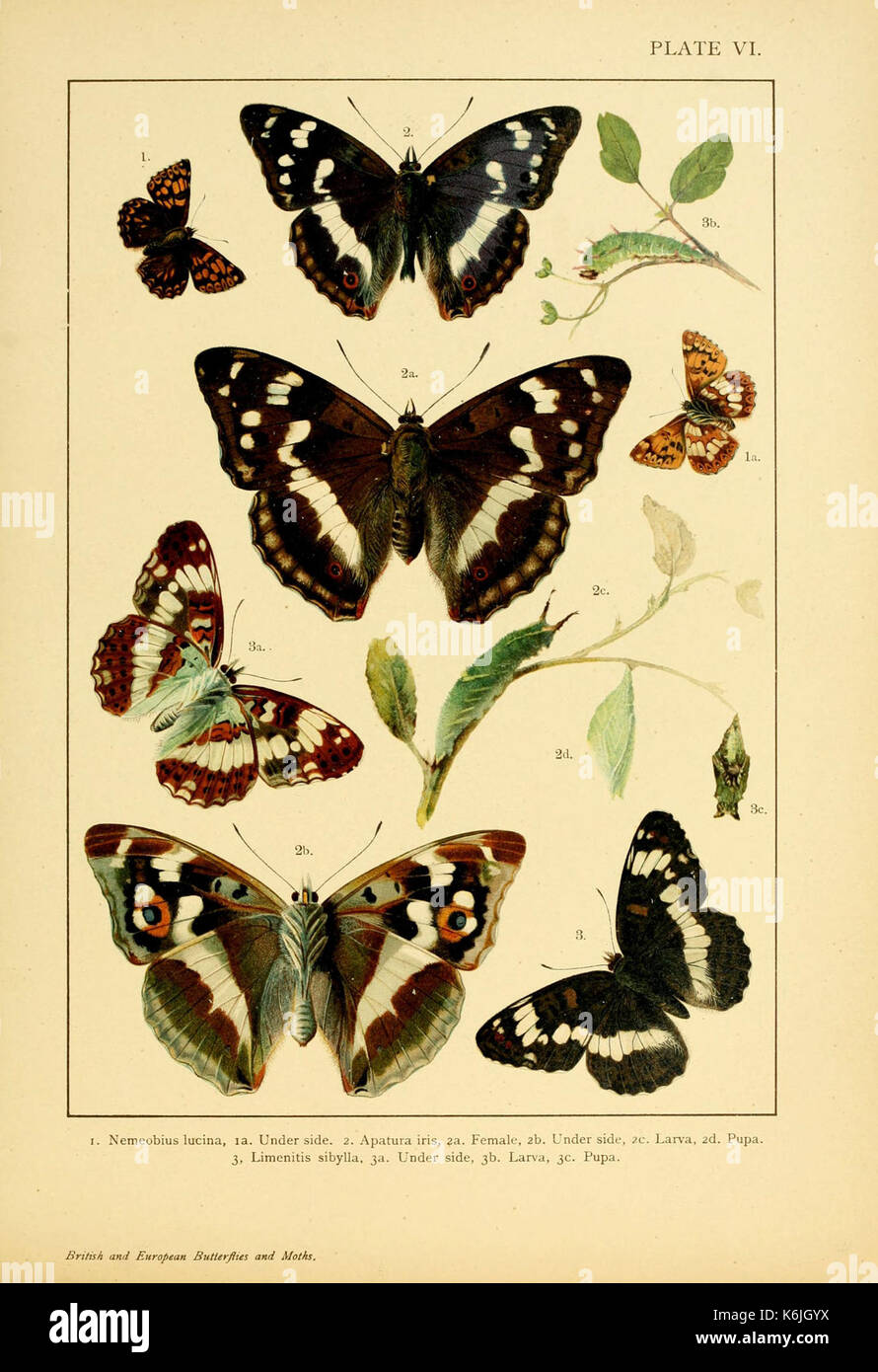 British and European butterflies and moths (Macrolepidoptera) (Plate VI ...