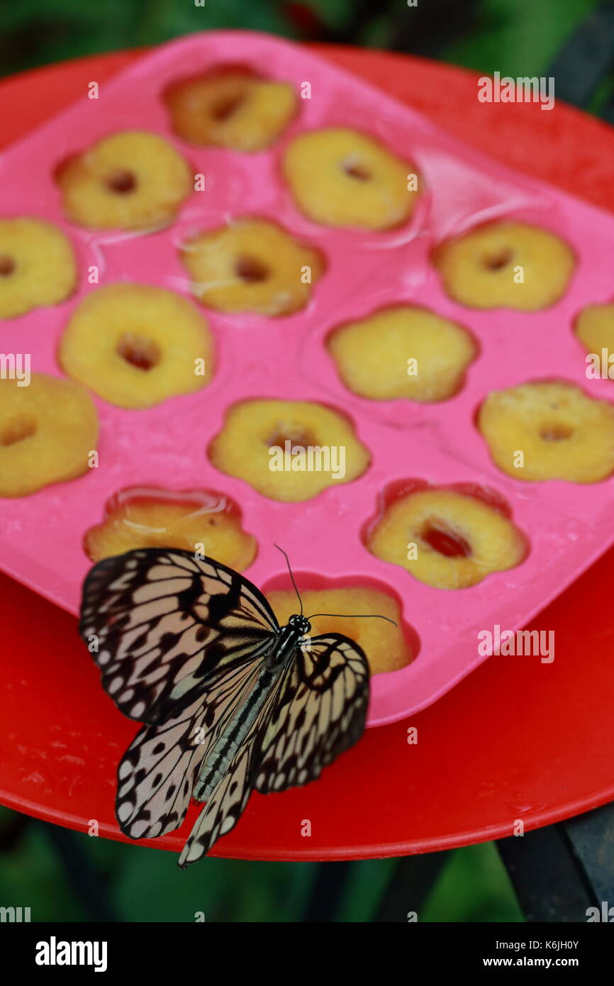 Food for butterflies Stock Photo - Alamy