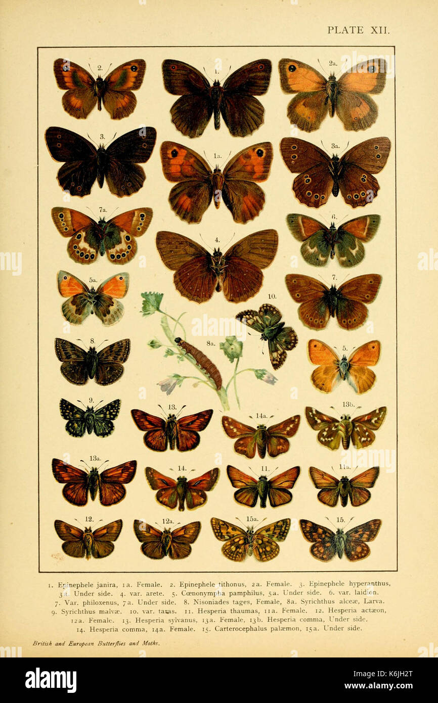 British and European butterflies and moths (Macrolepidoptera) (Plate ...