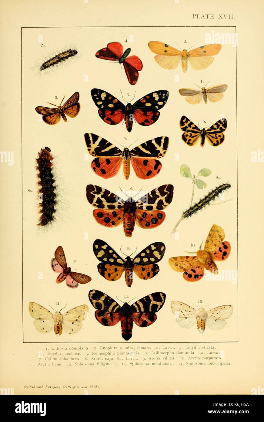 British and European butterflies and moths (Macrolepidoptera) (Plate ...