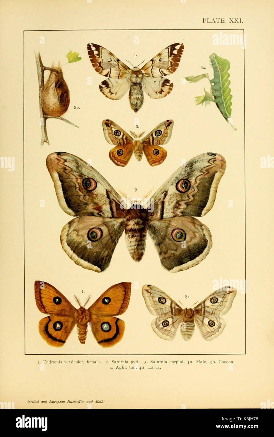 British and European butterflies and moths (Macrolepidoptera) (Plate ...