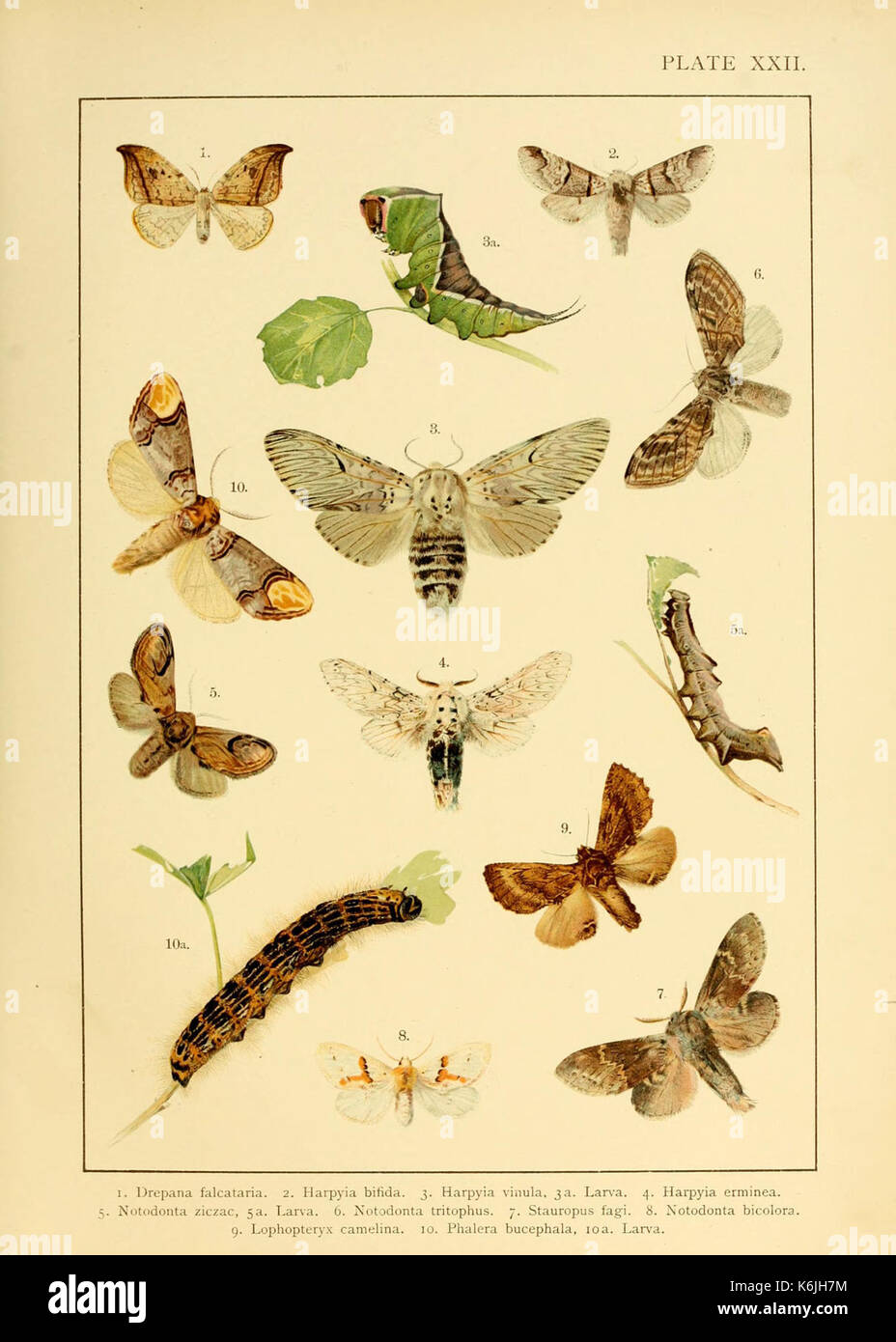 This illustration from 'British and European butterflies and moths ...