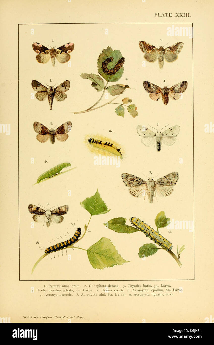 British and European butterflies and moths (Macrolepidoptera) (Plate ...
