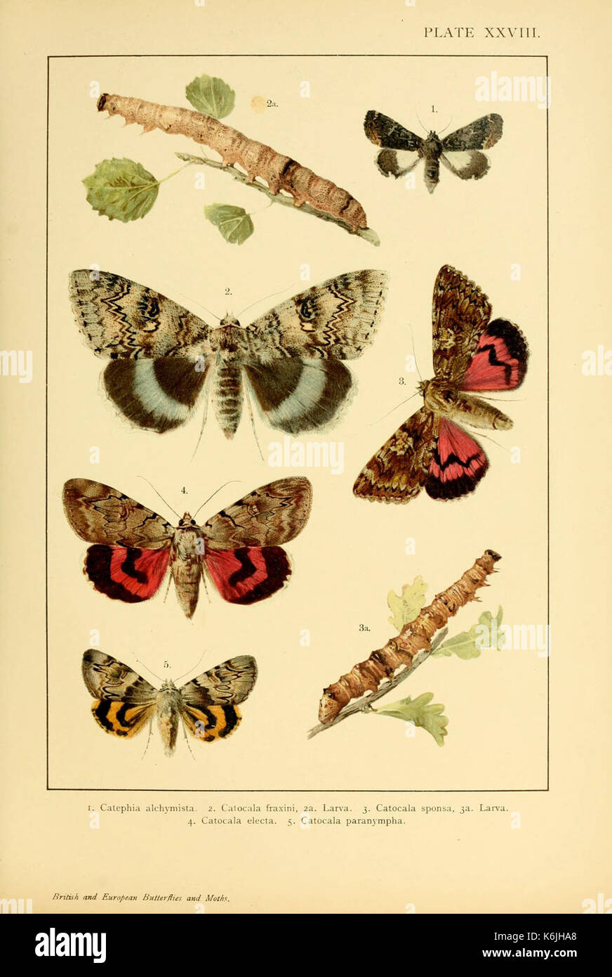 British and European butterflies and moths (Macrolepidoptera) (Plate ...