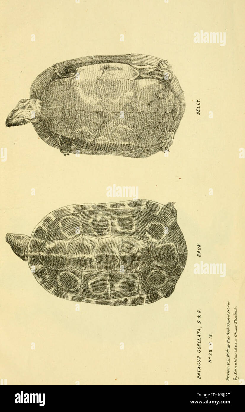 Catalogue of reptiles in the Museum of the Asiatic Society of Bengal ...