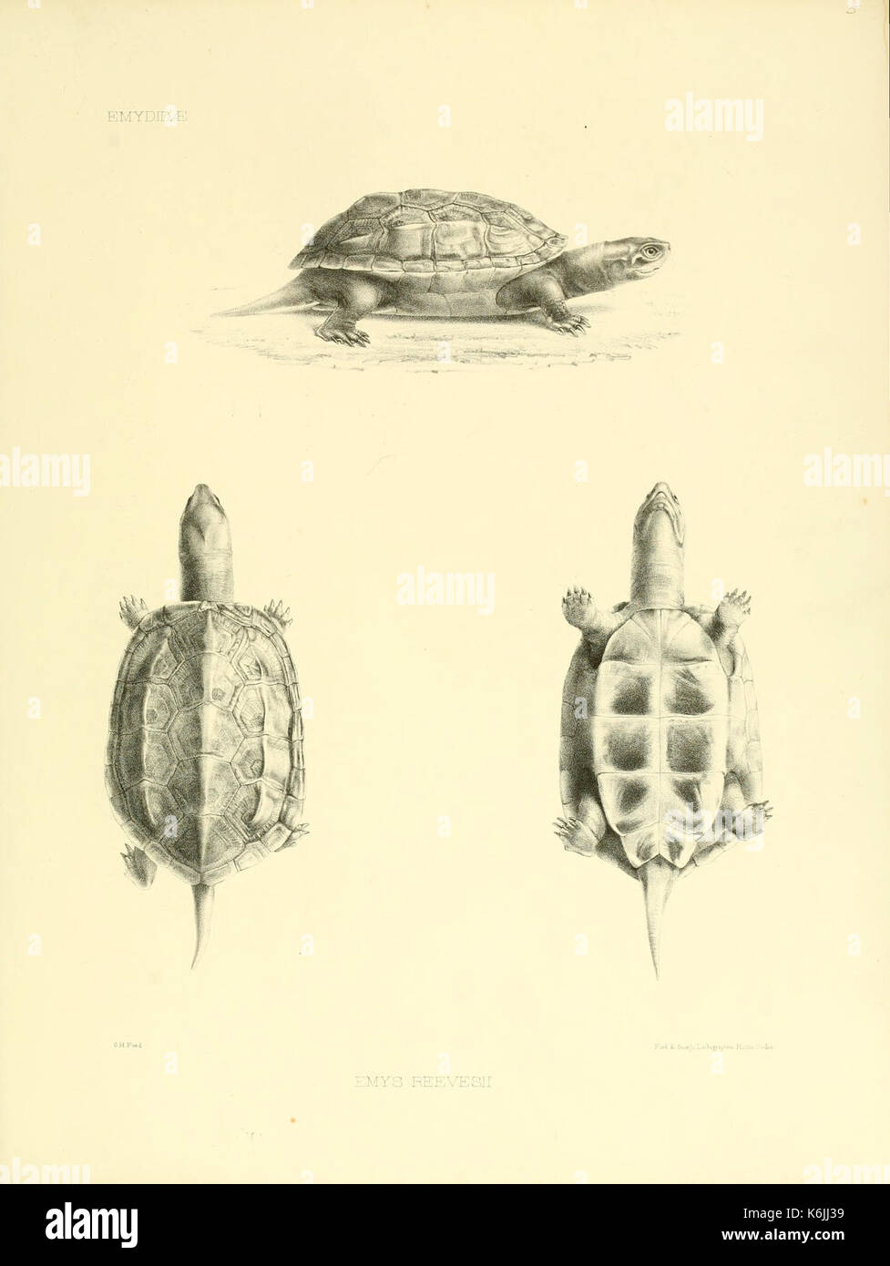 Catalogue of shield reptiles in the collection of the British Museum ...