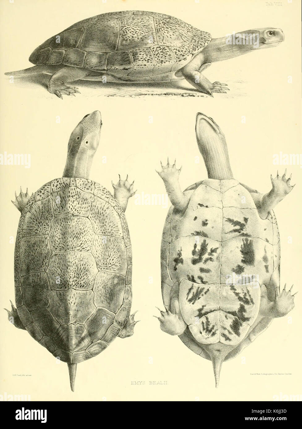 Catalogue of shield reptiles in the collection of the British Museum ...