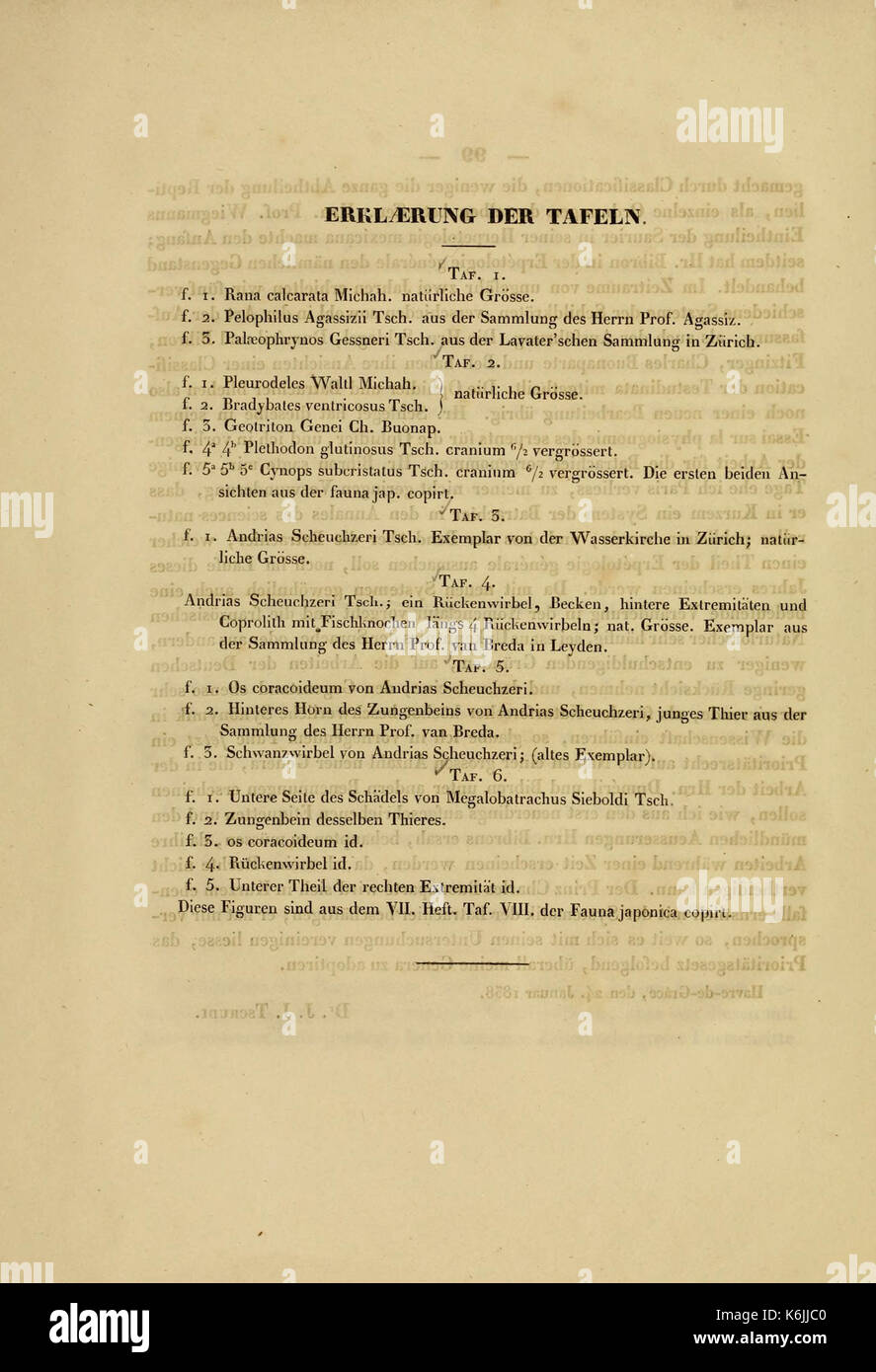 Classification der Batrachier (Description of Plates) BHL3879639 Stock ...