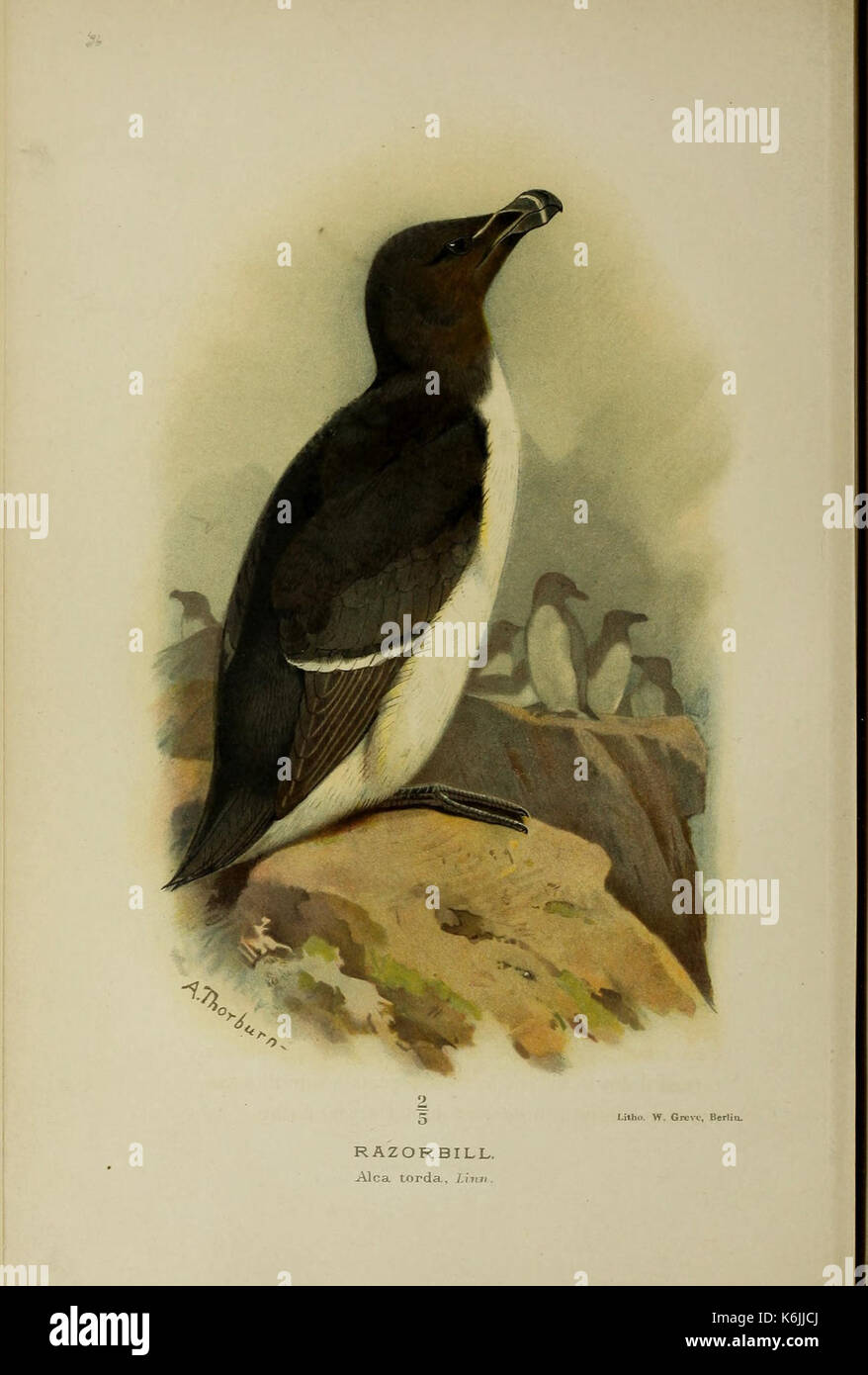 This plate from Lord Lilford's *Coloured Figures of the Birds of the ...