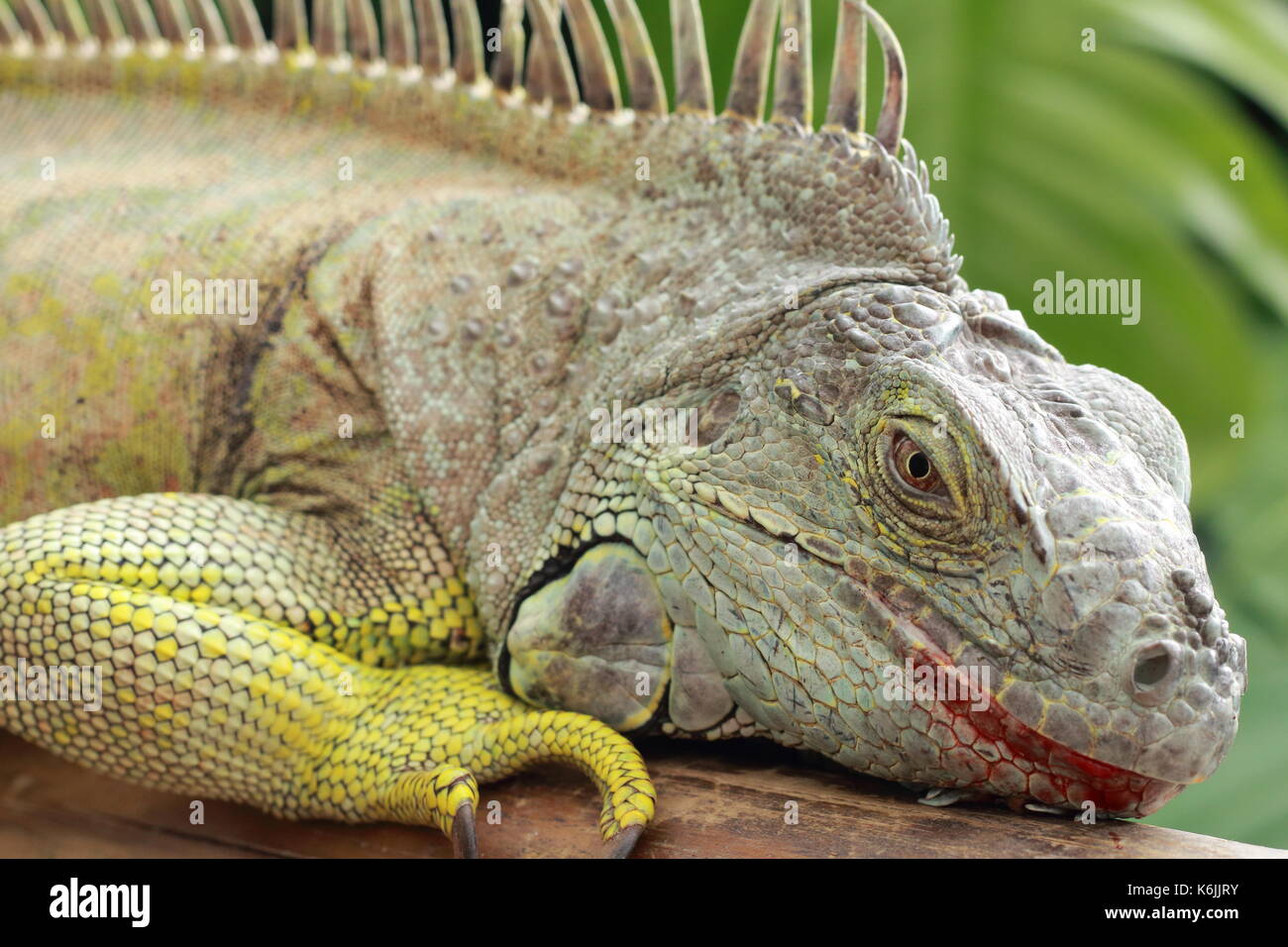 Iguana smile hi-res stock photography and images - Alamy