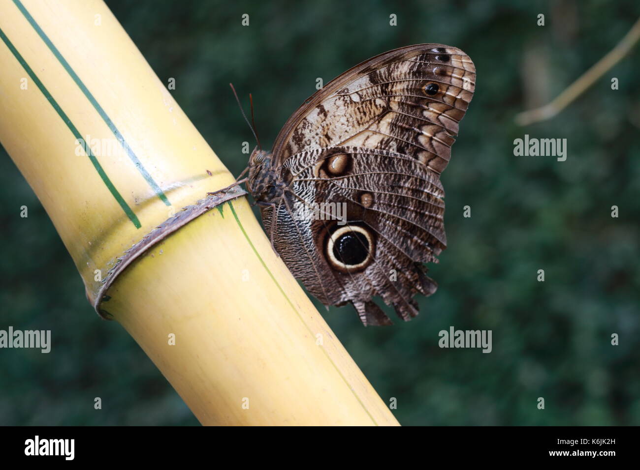 Butterfly on bamboo hi-res stock photography and images - Alamy