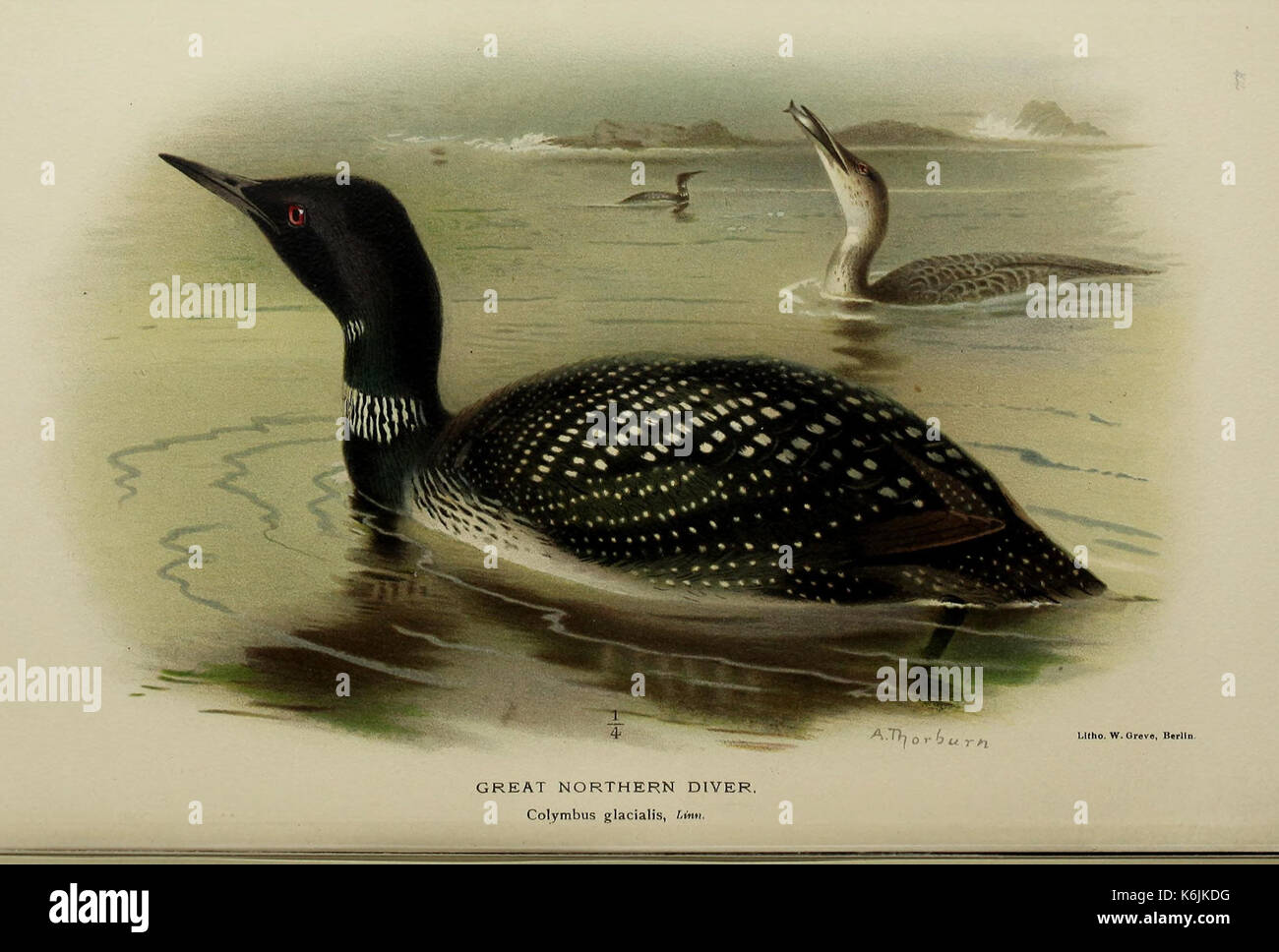 Coloured figures of the birds of the British Islands issued by Lord ...