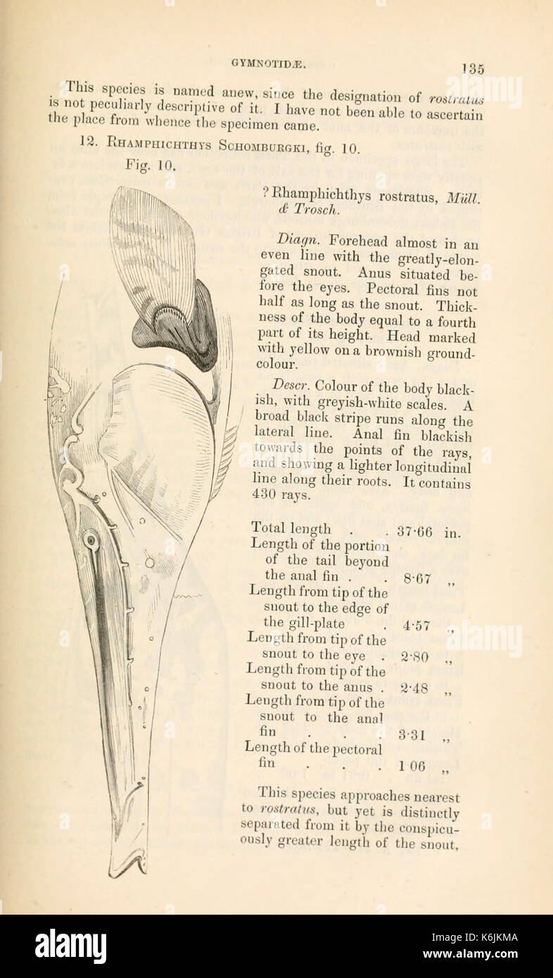 Apodal hi-res stock photography and images - Alamy