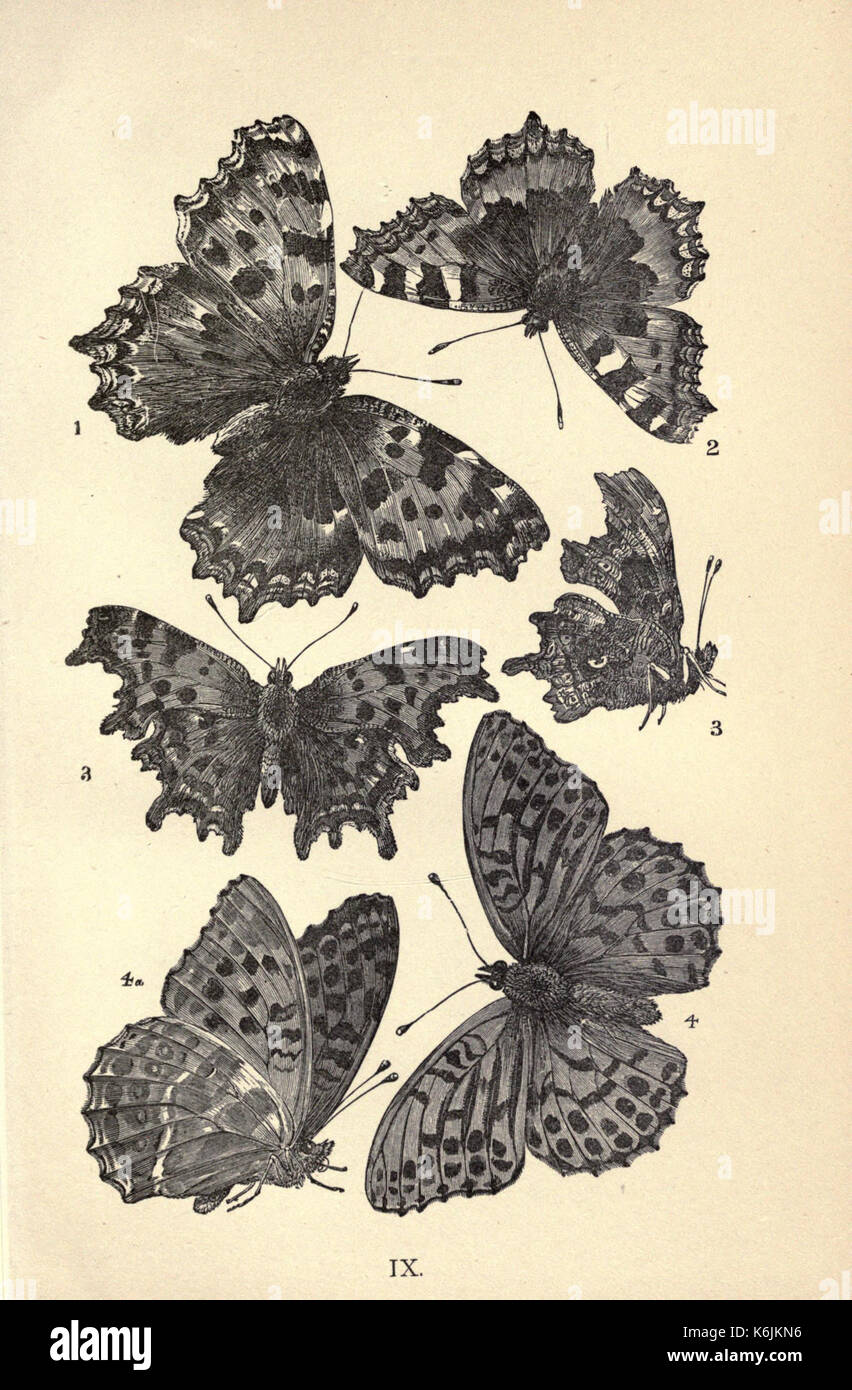 Butterfly species descriptions hi-res stock photography and images - Alamy