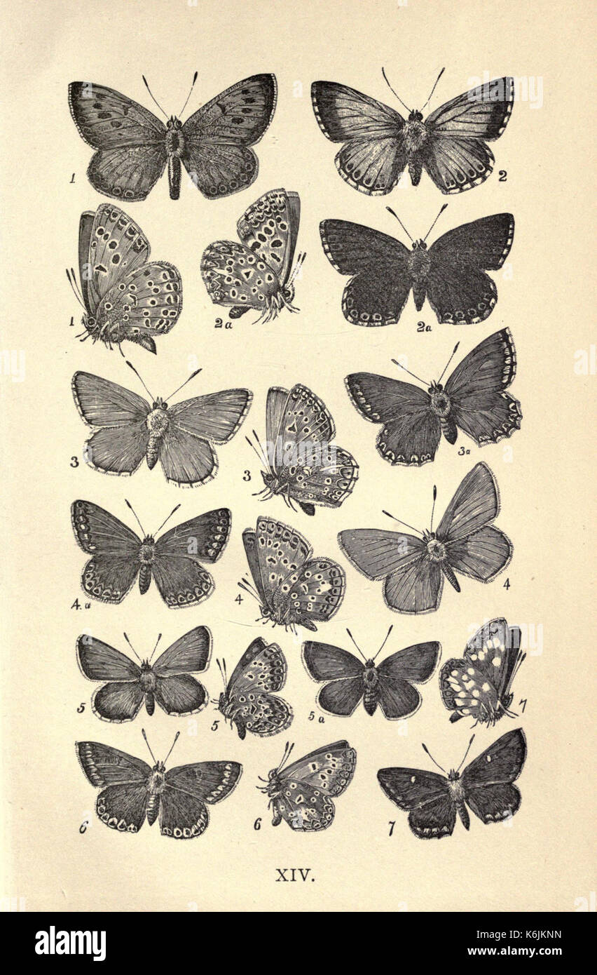 Butterfly species descriptions hi-res stock photography and images - Alamy