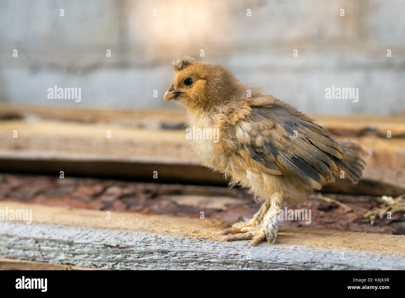 Baby chiken hi-res stock photography and images - Alamy